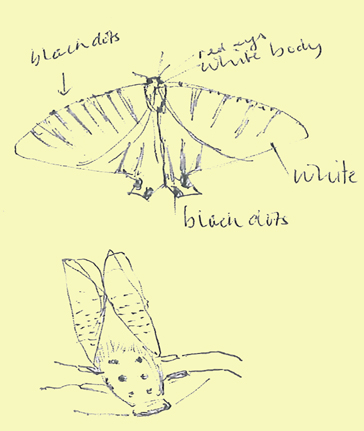 Kokoda D+8 To Isurava - Pickledeel